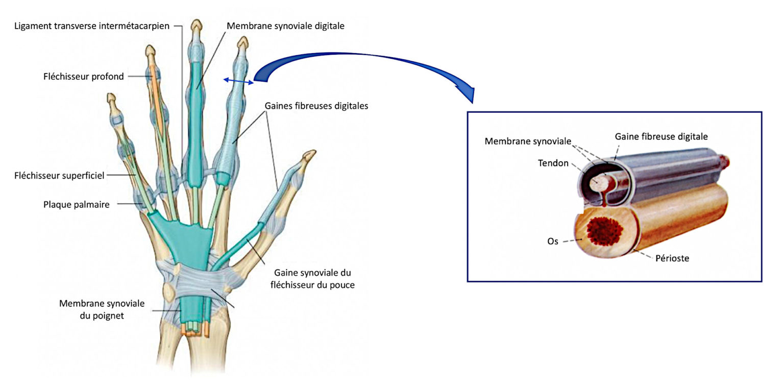 Les ténosynovites et doigts à ressaut, Centre du Membre Supérieur Trénel