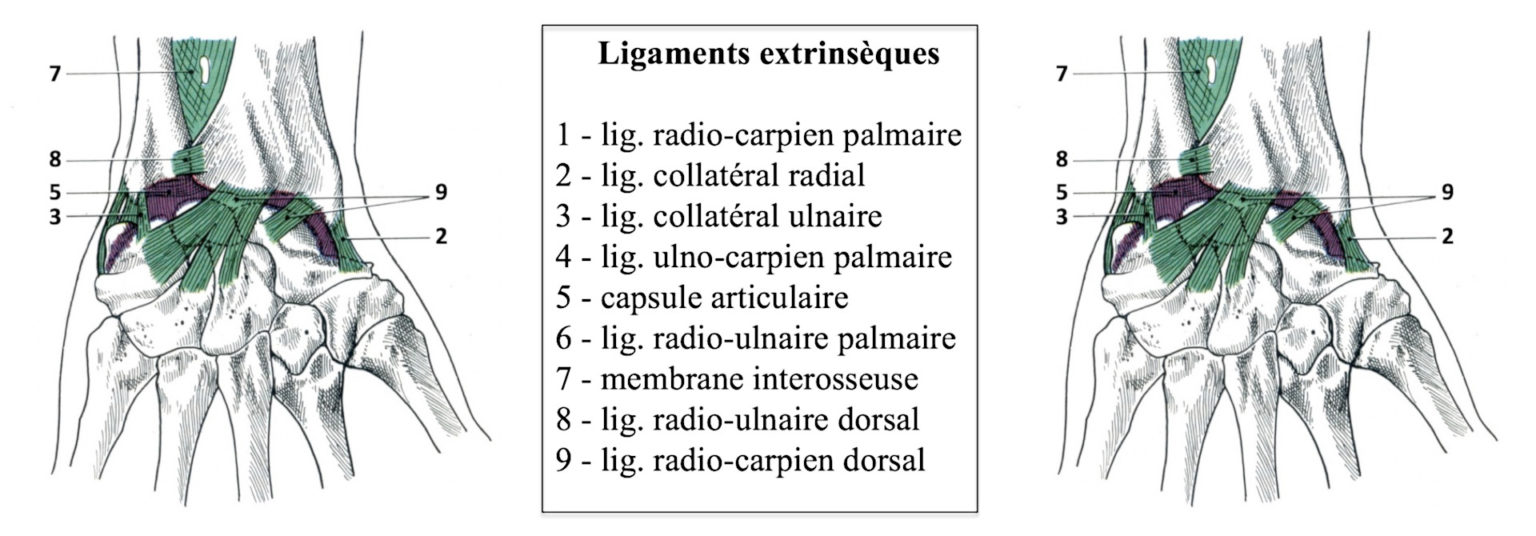 Comment fonctionne le poignet, Centre du Membre Supérieur Trénel