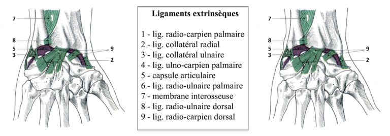 Comment fonctionne le poignet, Centre du Membre Supérieur Trénel