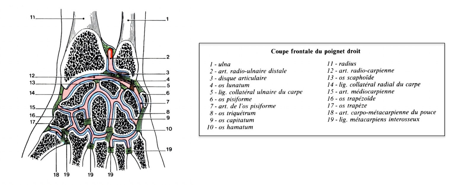 Comment fonctionne le poignet, Centre du Membre Supérieur Trénel