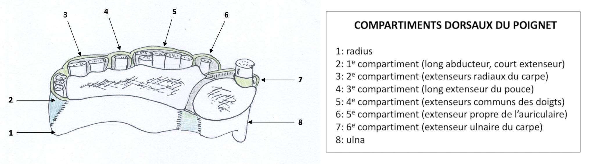 Les tendinites du poignet, Centre de Chirugie du Membre Supérieur Trénel