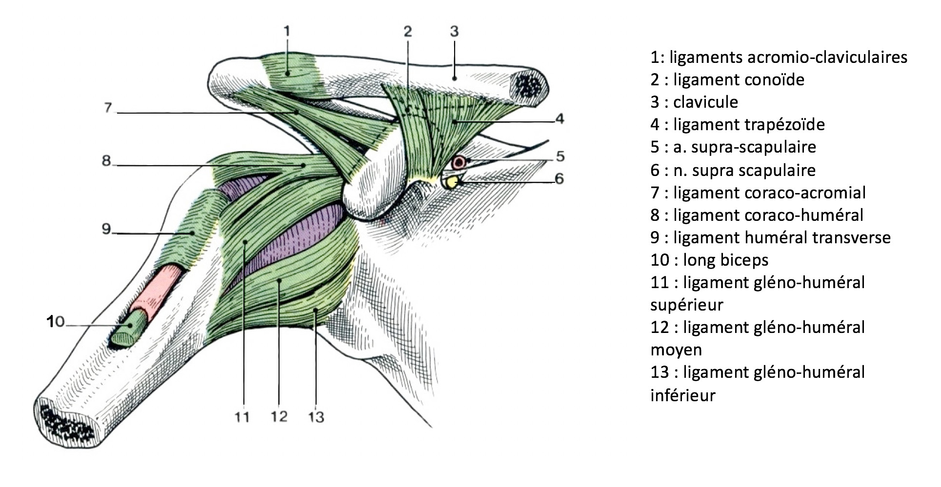 Le fonctionnement de l'épaule, par les docteurs Tavernier et Bourgade